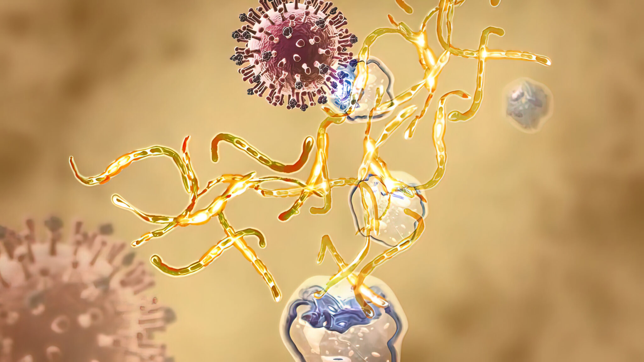 Focus on beta cells instead of immune system could be key to preventing ...